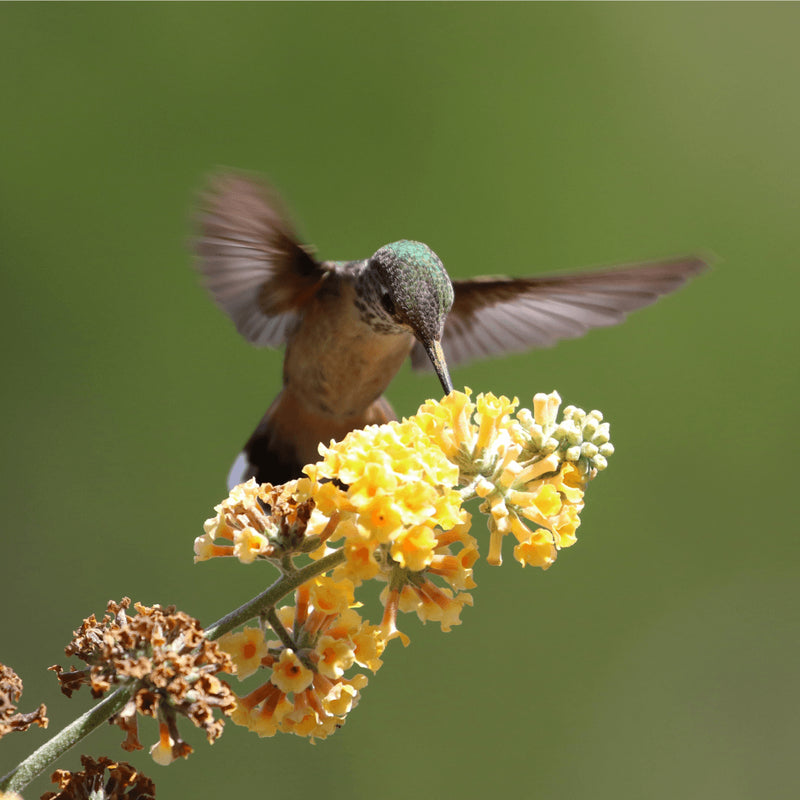 7 Ways We Can Help Save Our Pollinators - The Earthling Co.